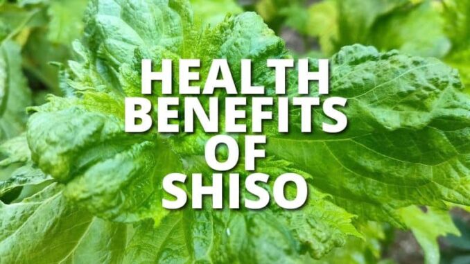 Potential Health Benefits of Shiso