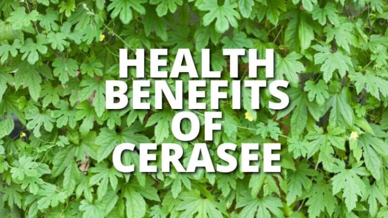 Potential Health Benefits of Cerasee