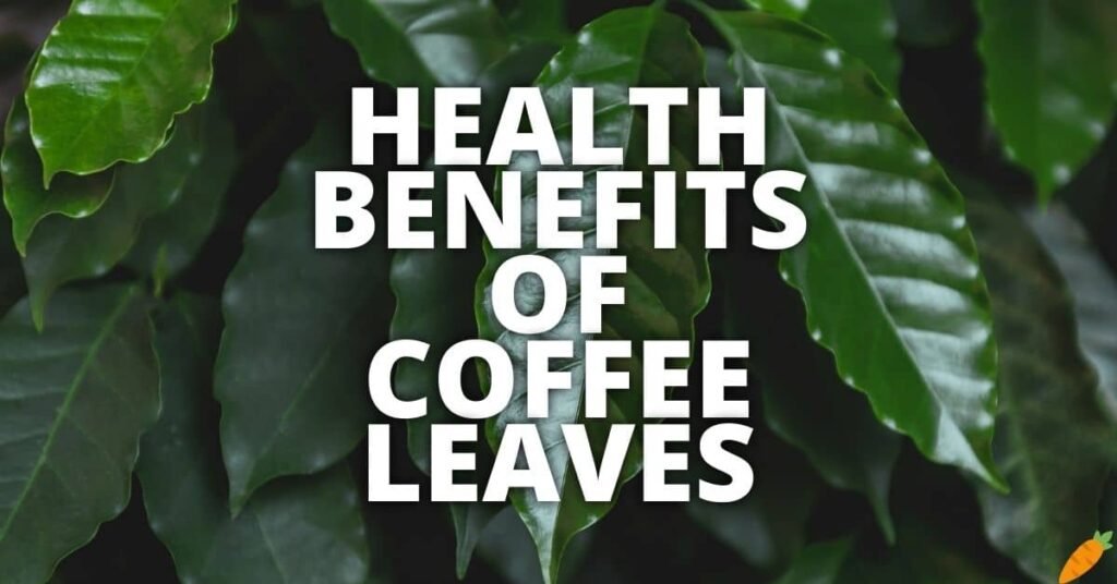 11 Potential Health Benefits Of Coffee Leaves