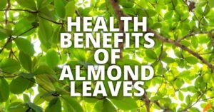 10 Potential Health Benefits Of Almond Leaves