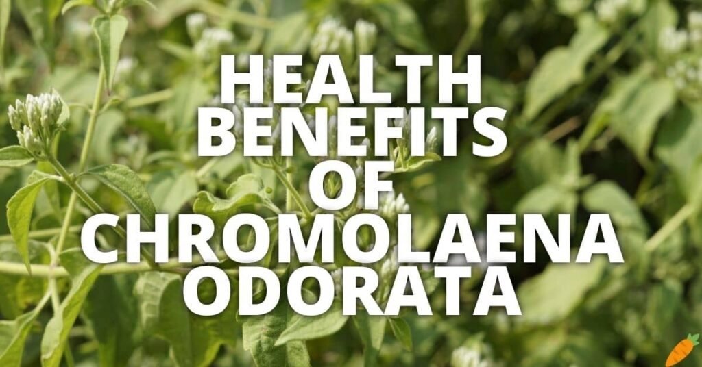 10 Potential Health Benefits Of Chromolaena Odorata