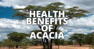 Potential Health Benefits of Acacia