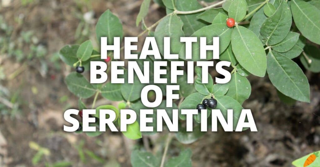 11 Potential Health Benefits Of Serpentina