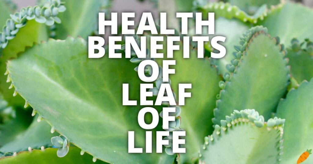 11 Potential Health Benefits Of Leaf Of Life