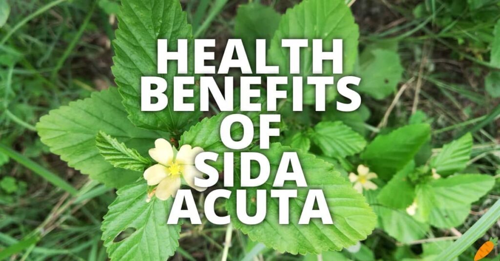 11 Potential Health Benefits Of Sida Acuta