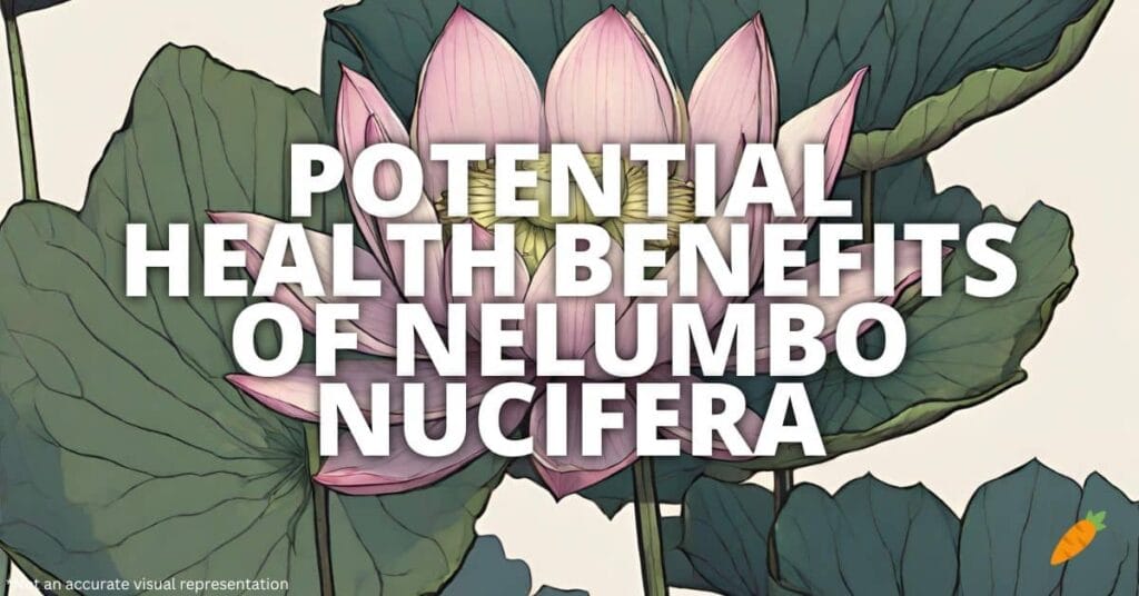 Potential Health Benefits Of Nelumbo Nucifera