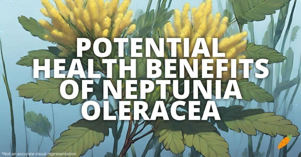 Potential Health Benefits Of Neptunia Oleracea